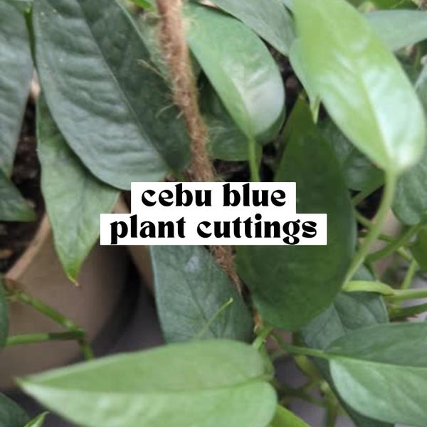 Cebu Blue Pothos - Etsy