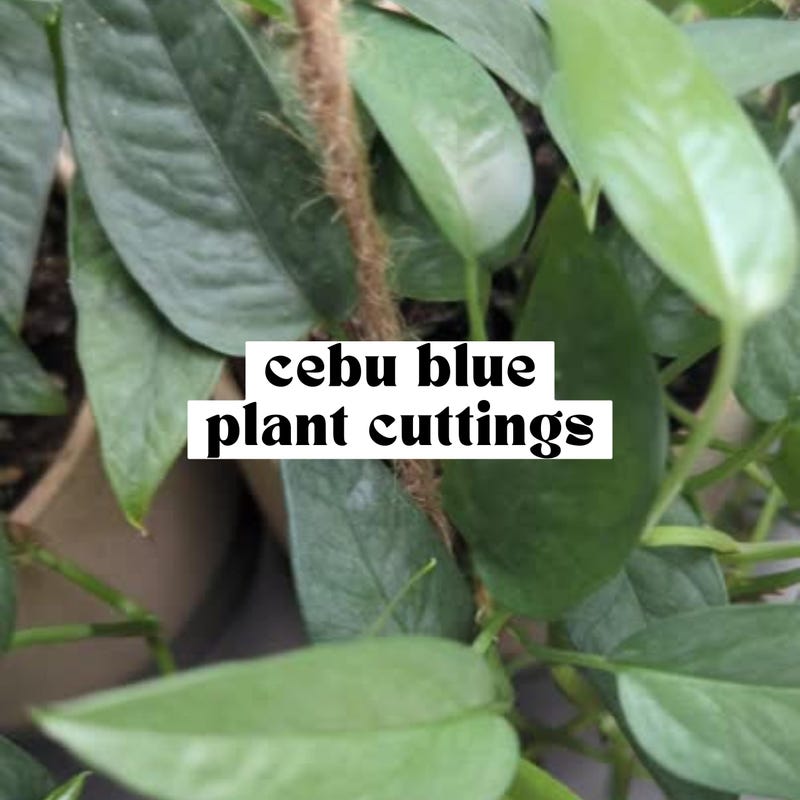 Cebu Blue Pothos - Etsy