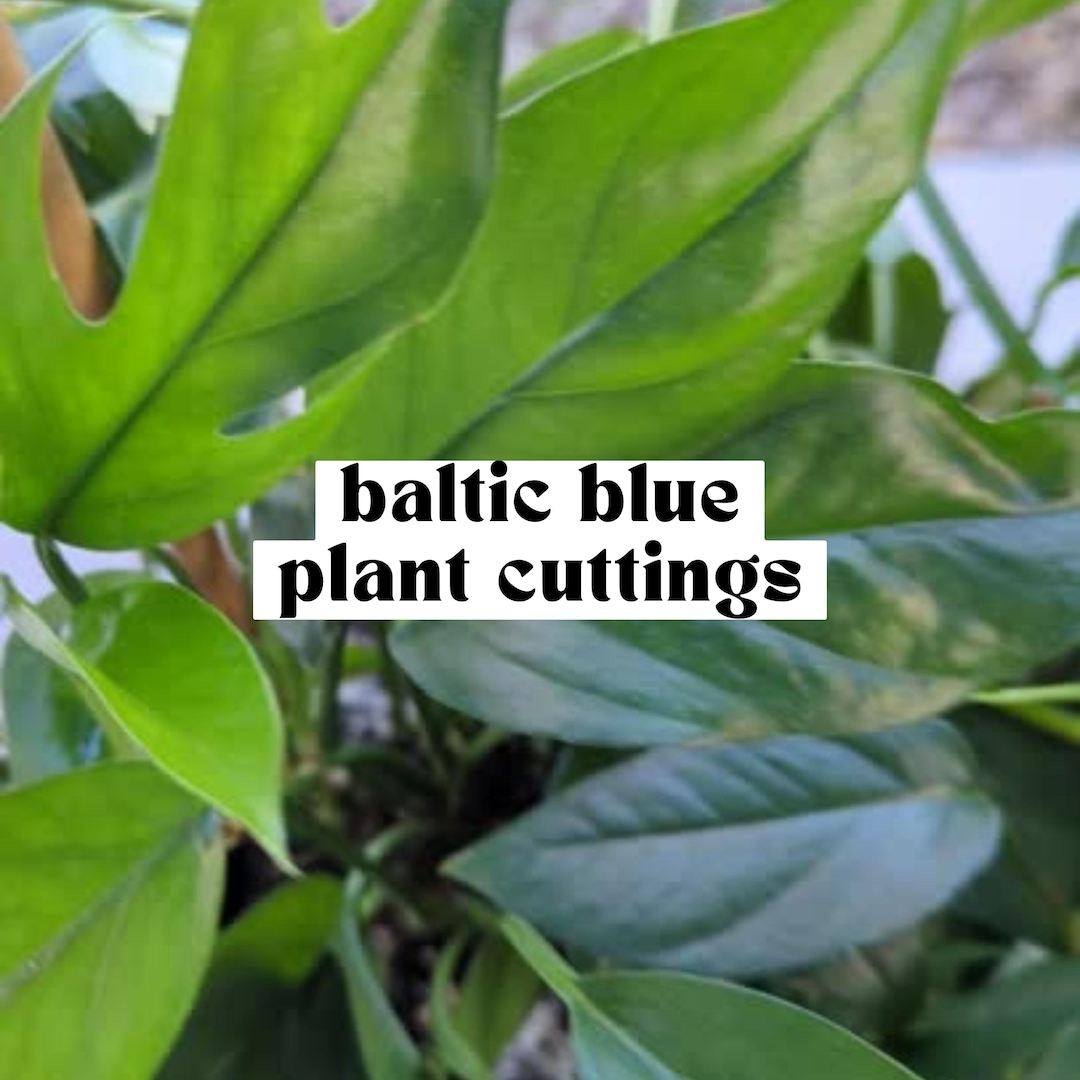 Baltic Blue Pothos, Epipremnum Pinnatum Cuttings for Propagation ...