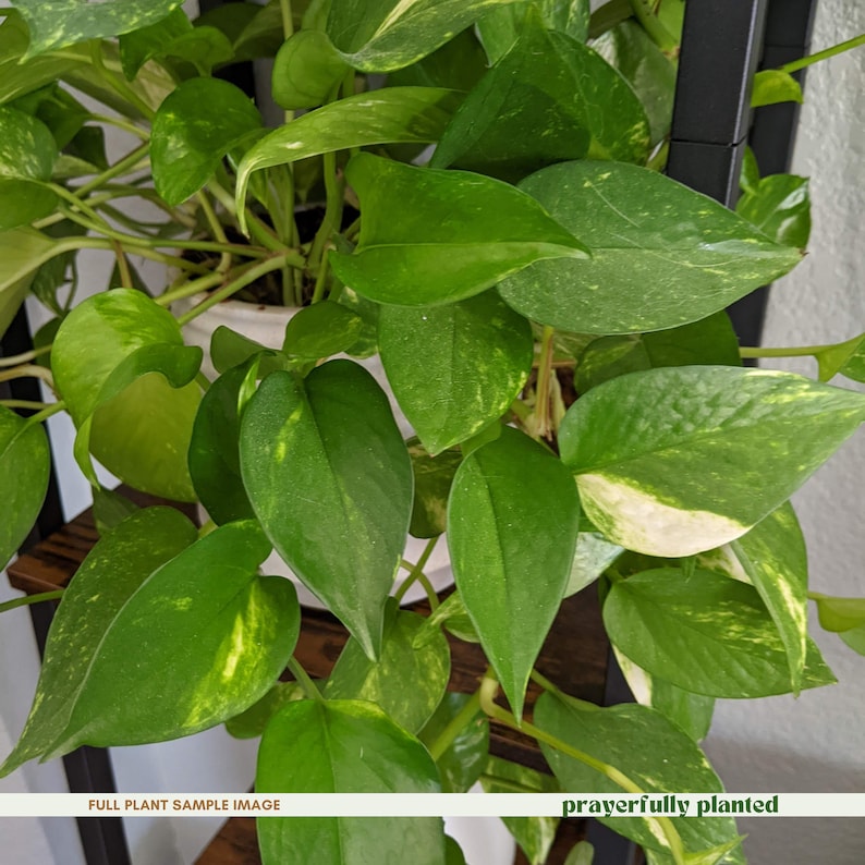 Golden Pothos, Plant Cuttings for Propagation, Propagate Stems, Rooted ...