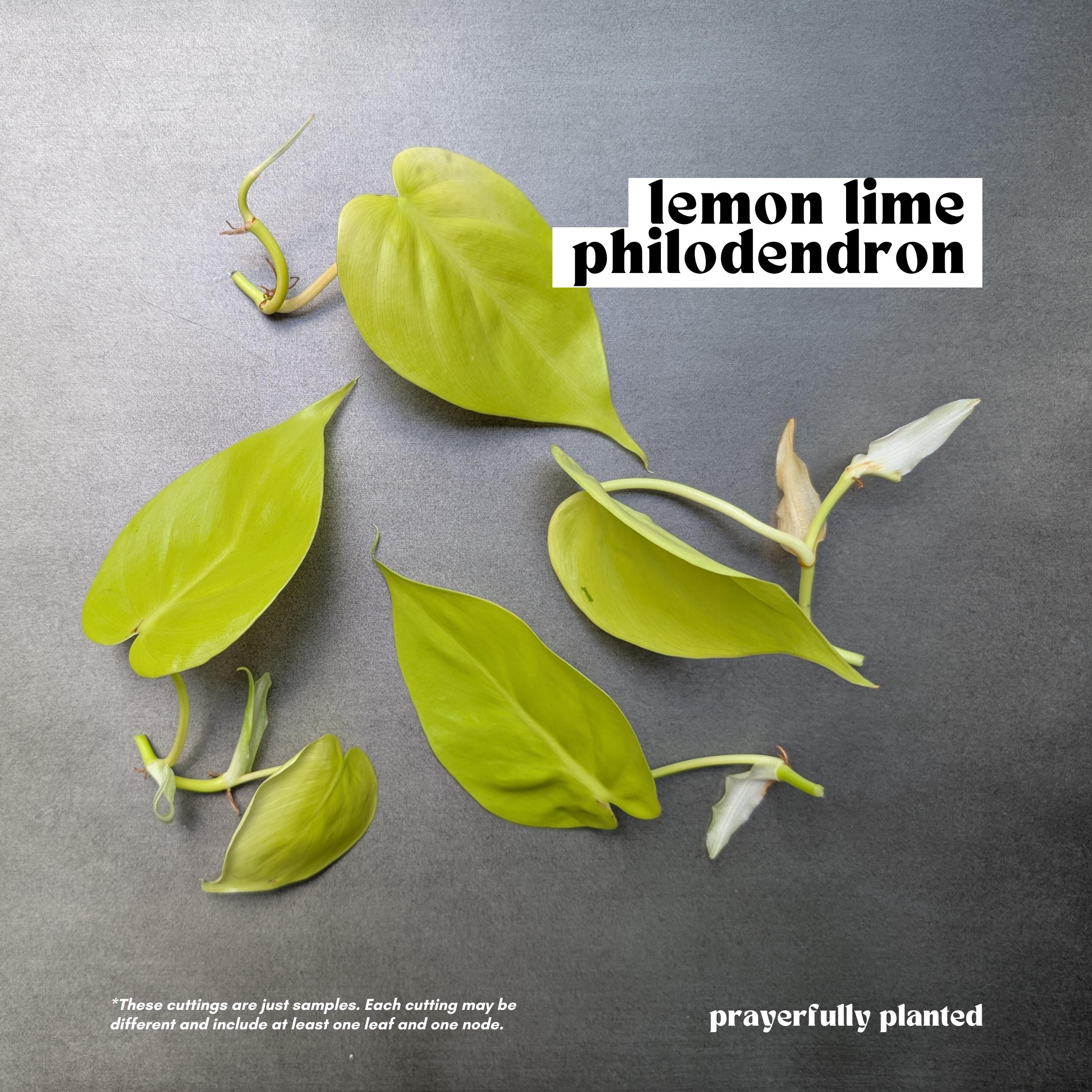 Lemon Lime Philo, Plant Cuttings for Propagation, Propagate Stems ...
