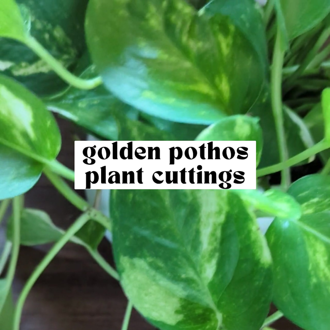 Golden Pothos, Plant Cuttings for Propagation, Propagate Stems, Rooted ...