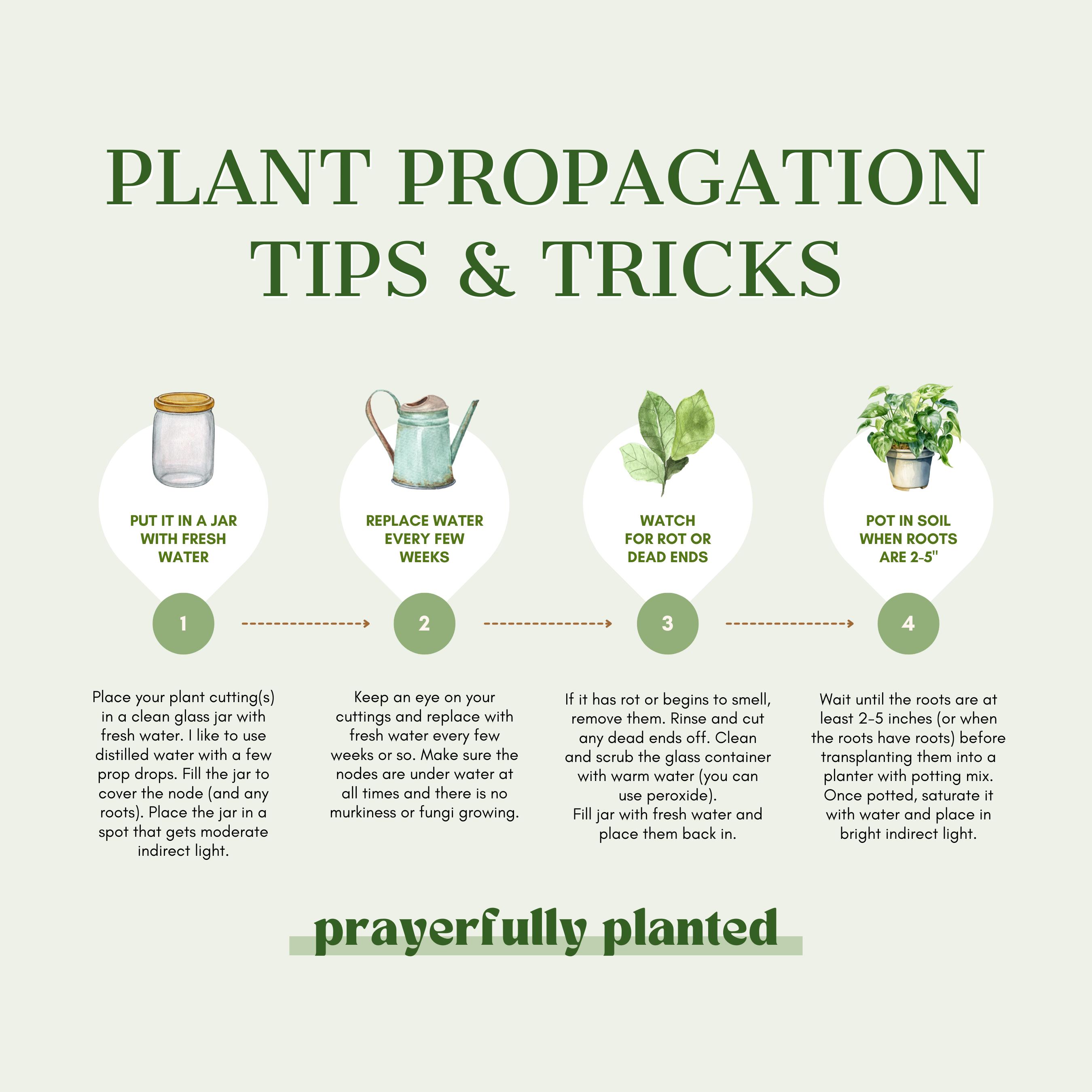 Lemon Lime Philo, Plant Cuttings for Propagation, Propagate Stems ...