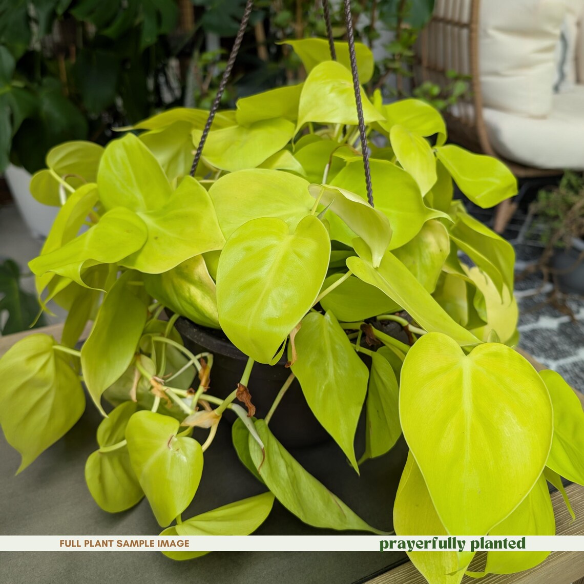 Lemon Lime Philo, Plant Cuttings for Propagation, Propagate Stems ...