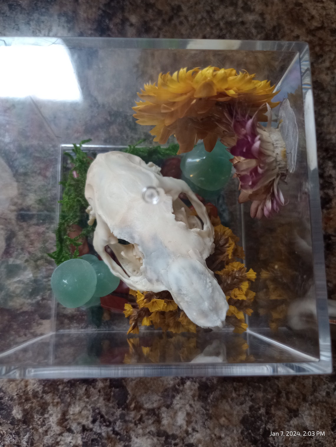 Real Guinea Pig Skull and Display #2 - Etsy UK