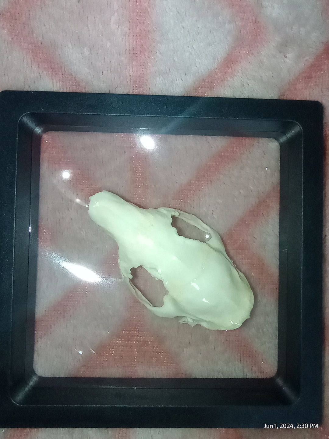 Whitened Guinea Pig Skull - Etsy