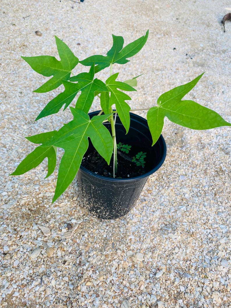 Florida Grown Papaya Tree Sapling: Solo Dwarf Papaya With Fertilizer - Etsy