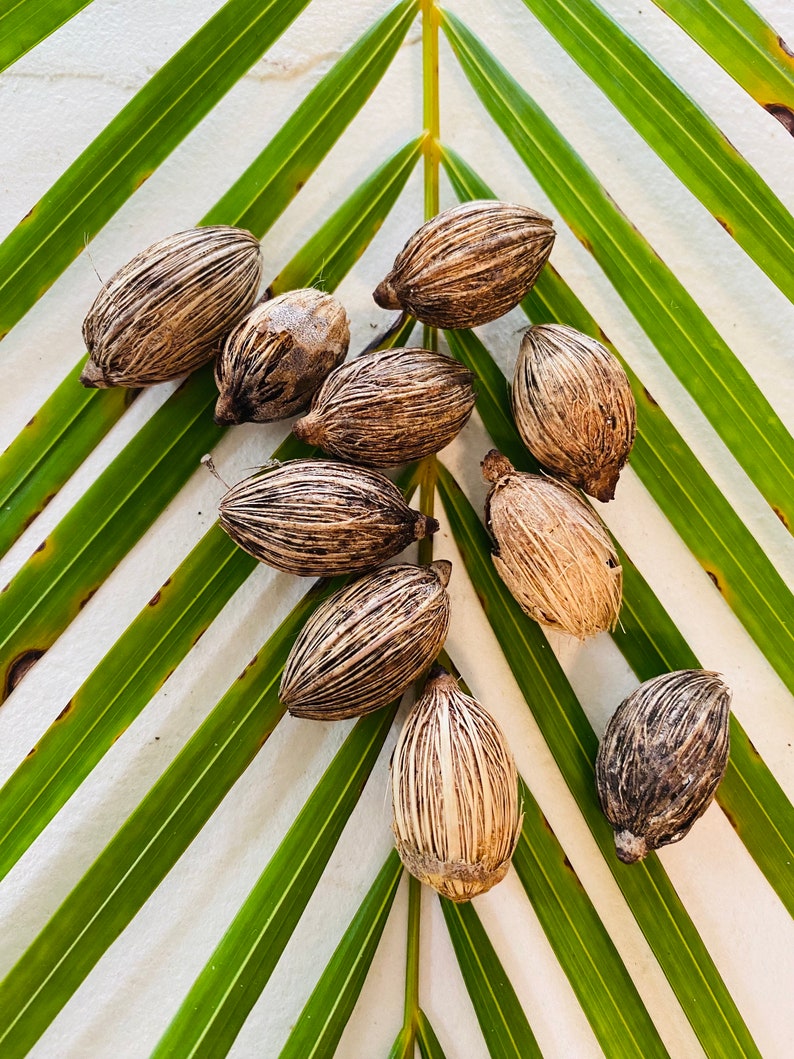 Christmas Palm Tree Seeds - Etsy