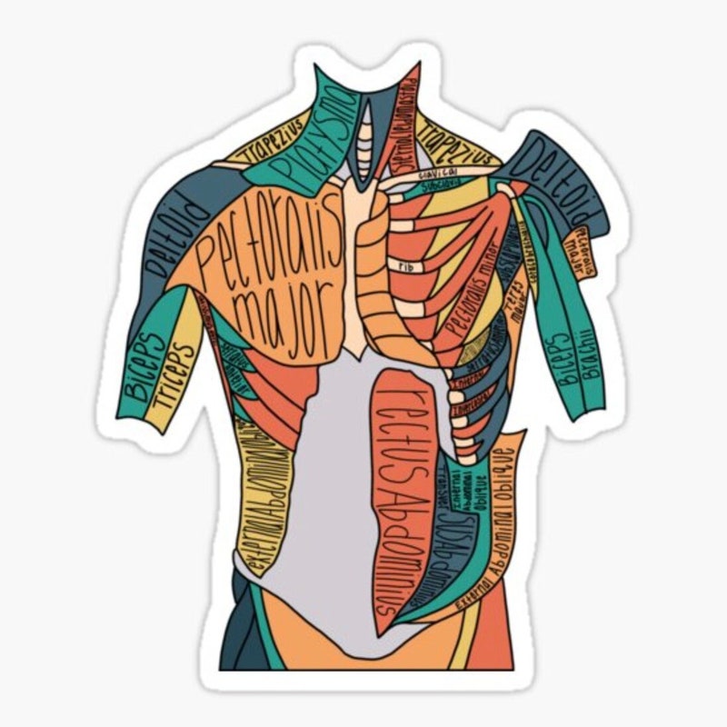 Muscle Anatomy - Etsy