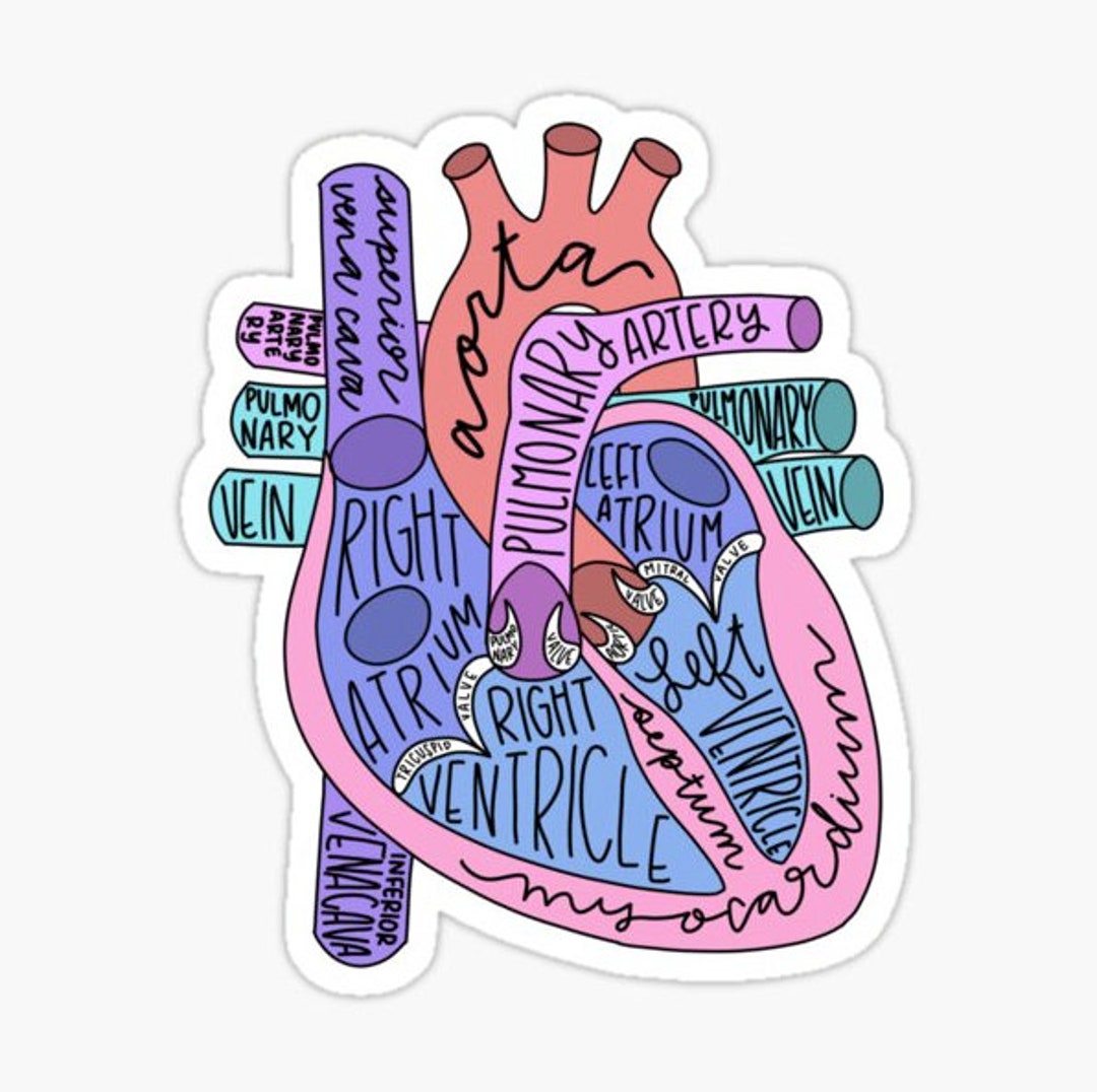 Heart Anatomy Sticker | Colorful Medical Study Tool for Students and ...