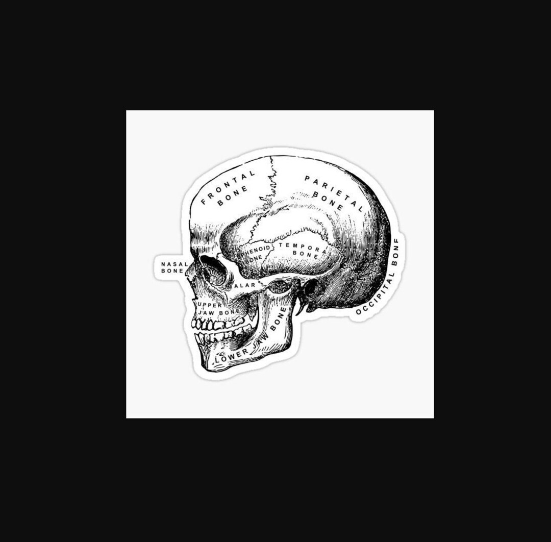 Labeled Skull Anatomy Sticker- Neurosurgery, Craniofacial Surgery ...