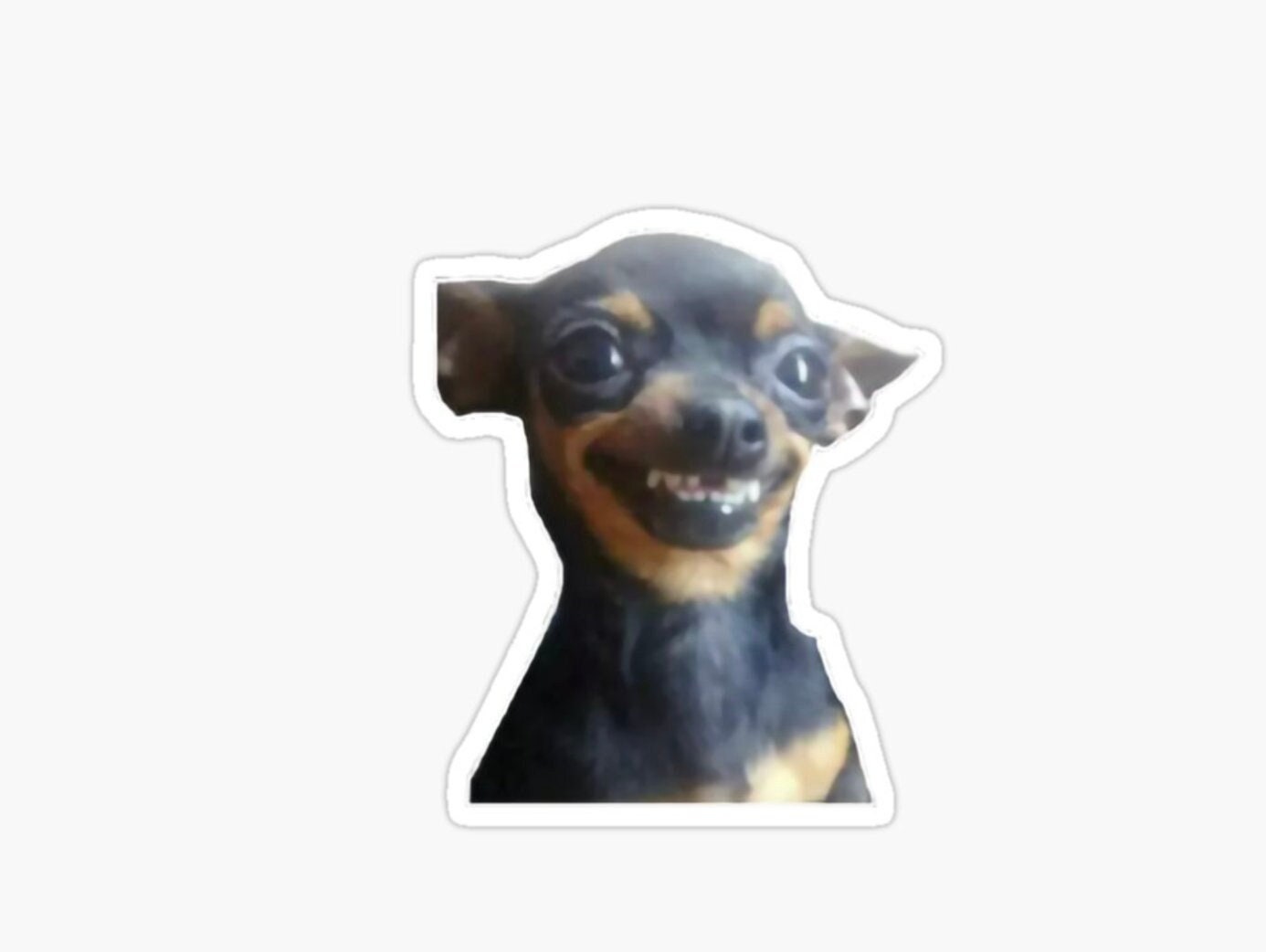 Smiling Chiweenie Sticker - Funny Dog Meme - Etsy