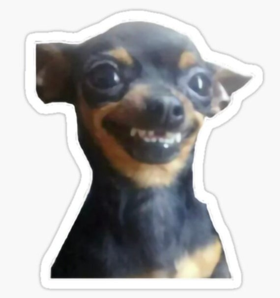 Perro Sonriendo Meme