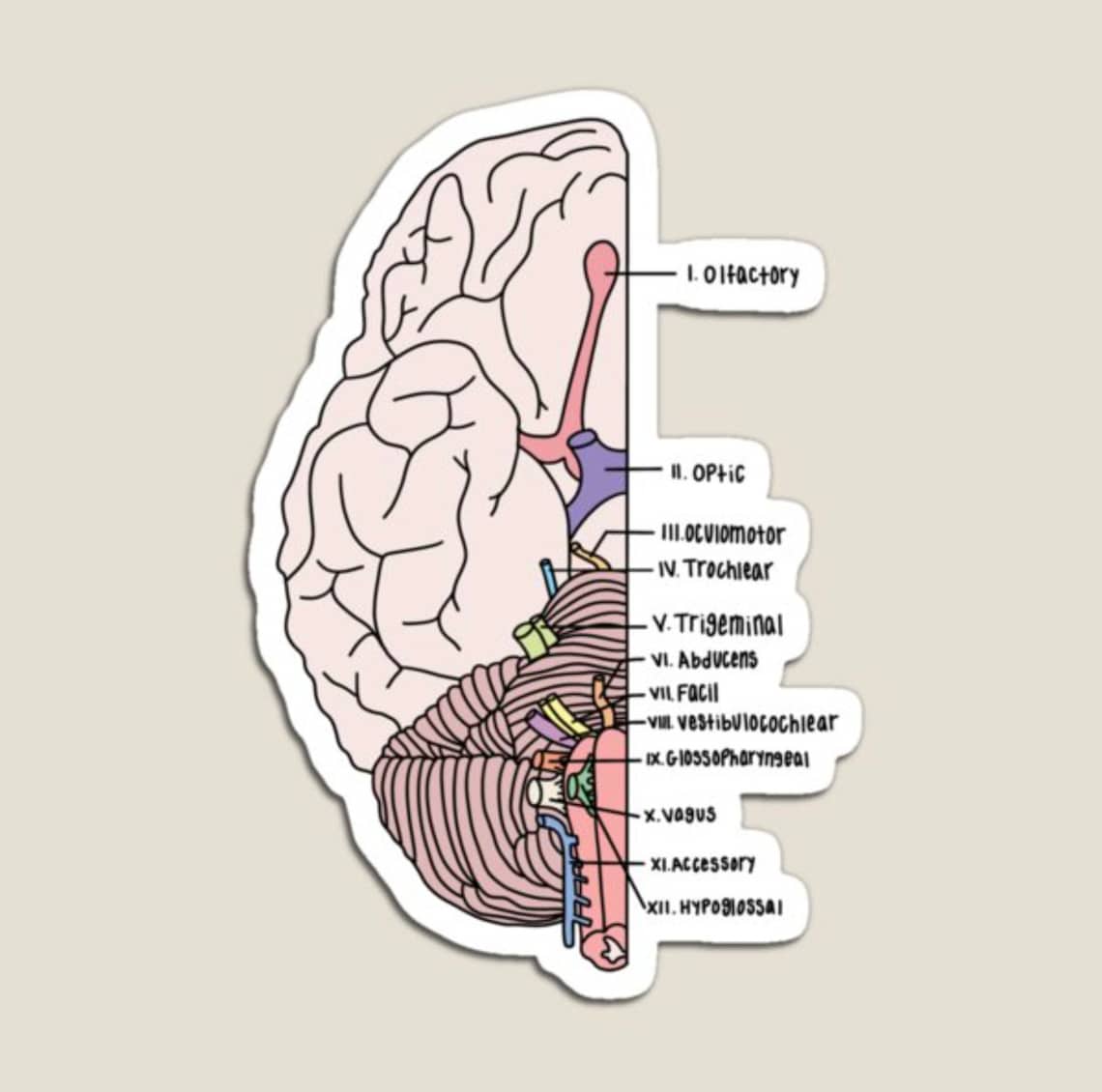 Cranial Nerve Anatomy Sticker | Brain and Nerve Label Sticker | Medical ...