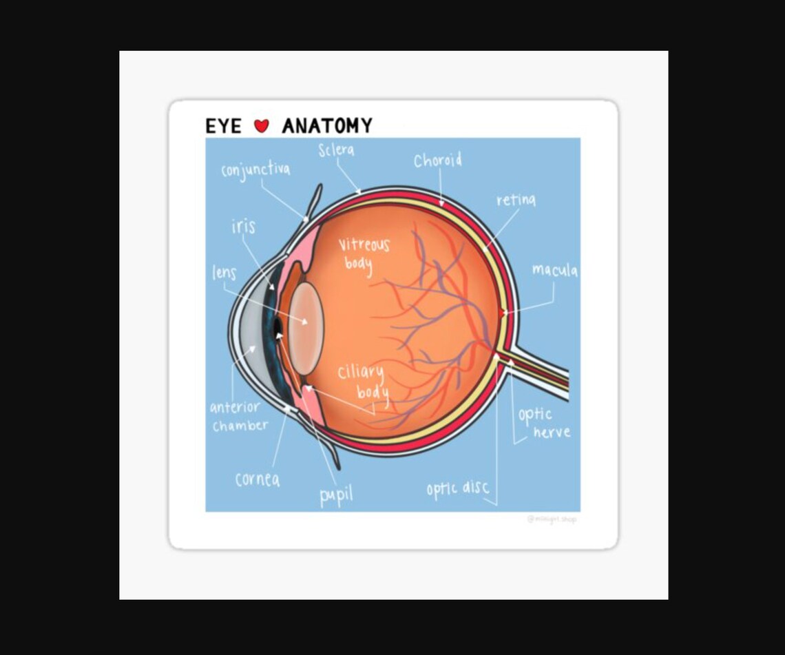 Eye Anatomy Sticker | Detailed Ophthalmology Study Tool for Medical ...