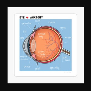 Eye Anatomy Sticker | Detailed Ophthalmology Study Tool for Medical ...