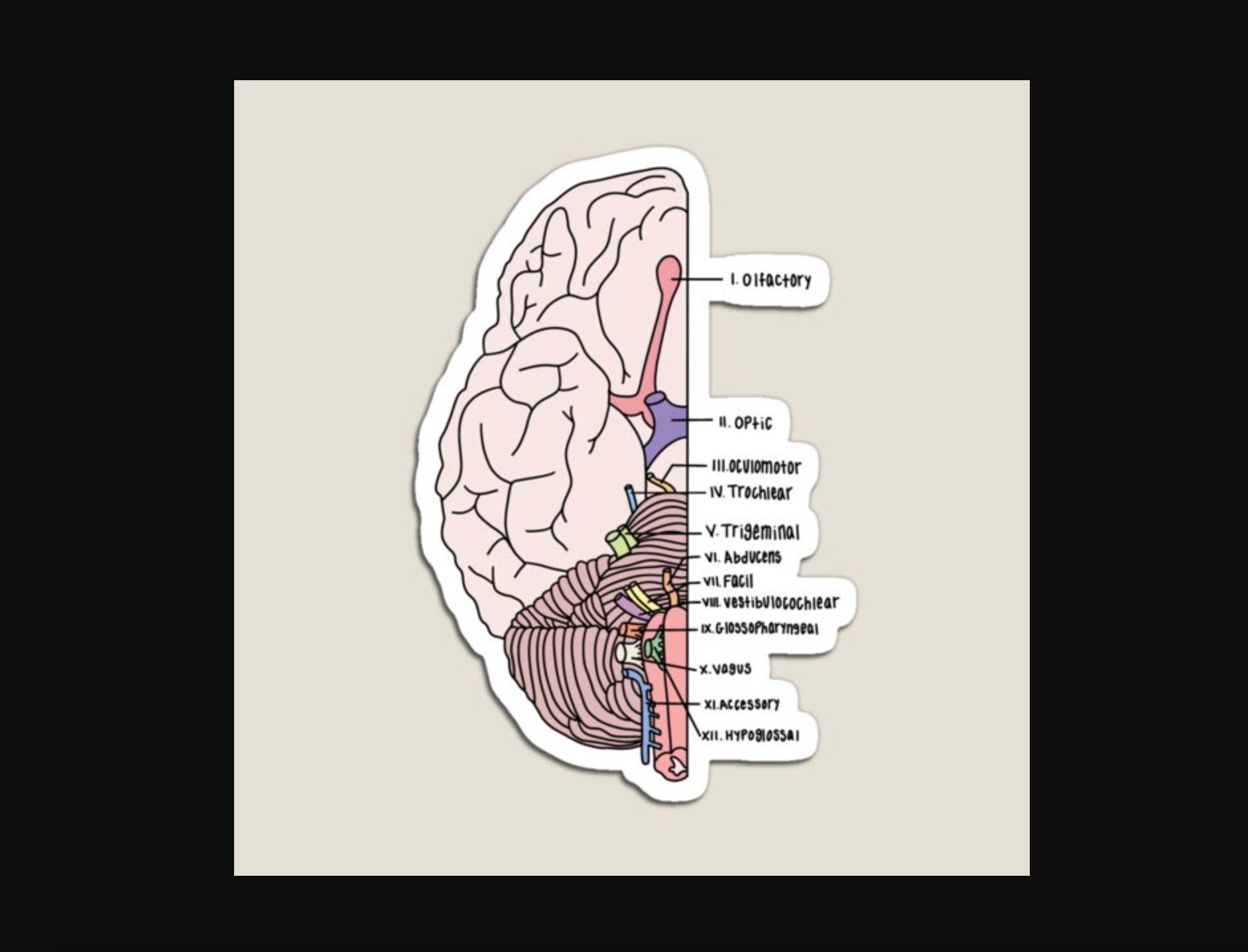 Cranial Nerve Anatomy Sticker: Labeled Brain Diagram, Medical ...
