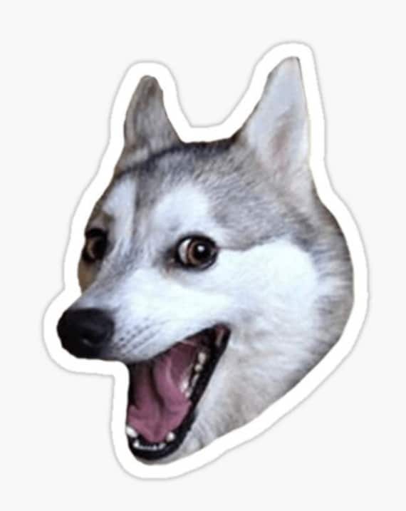 Meme Husky Sorridente