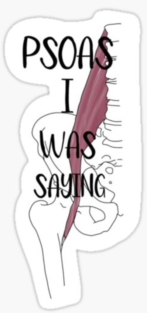 Punny "psoas I Was Saying" Sticker | Funny Anatomy Sticker for Medical ...