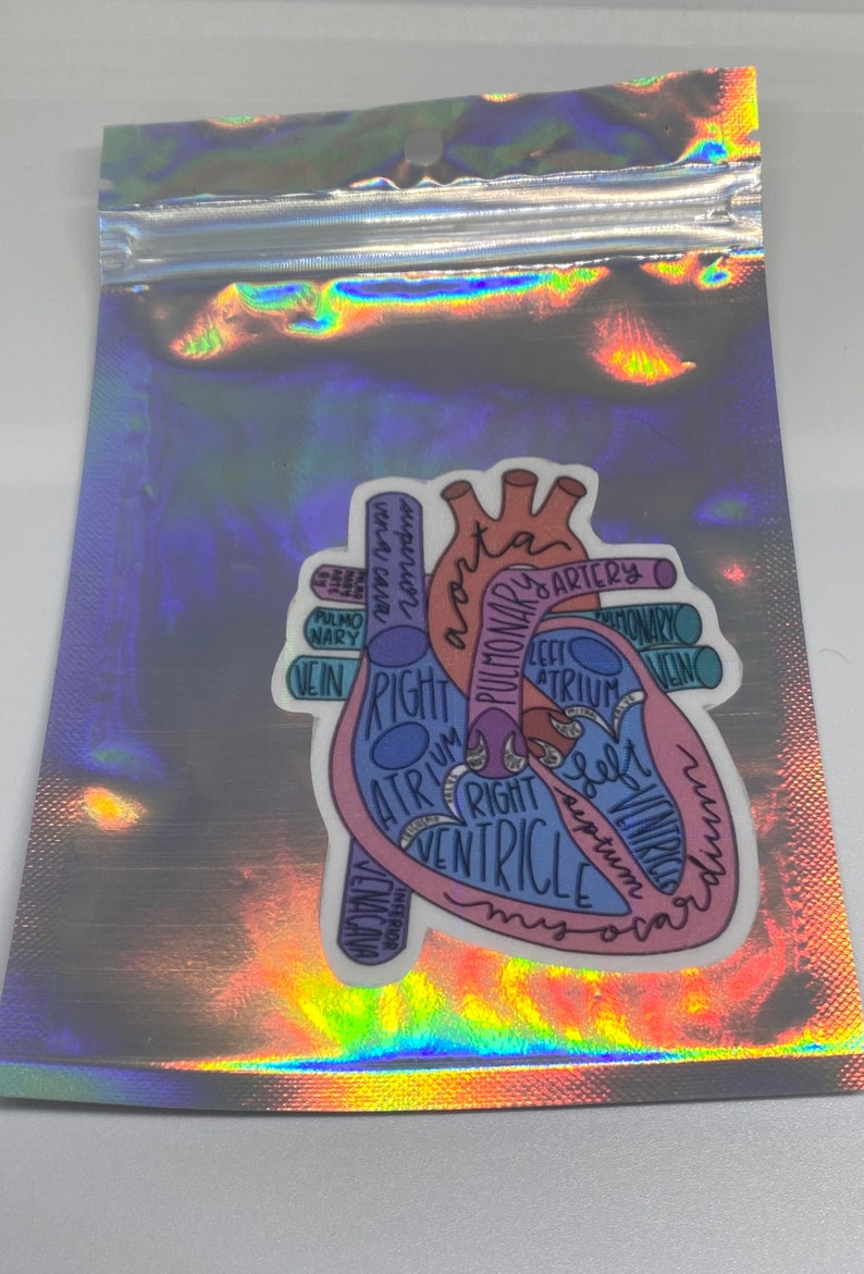 Labeled Heart Anatomy Sticker - Etsy