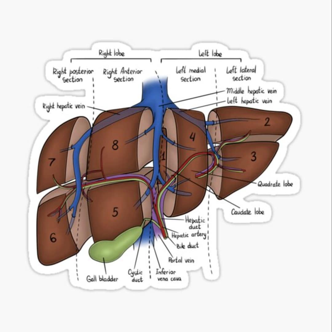 Liver Anatomy Sticker: Medical Study Gift for Med Students - Etsy