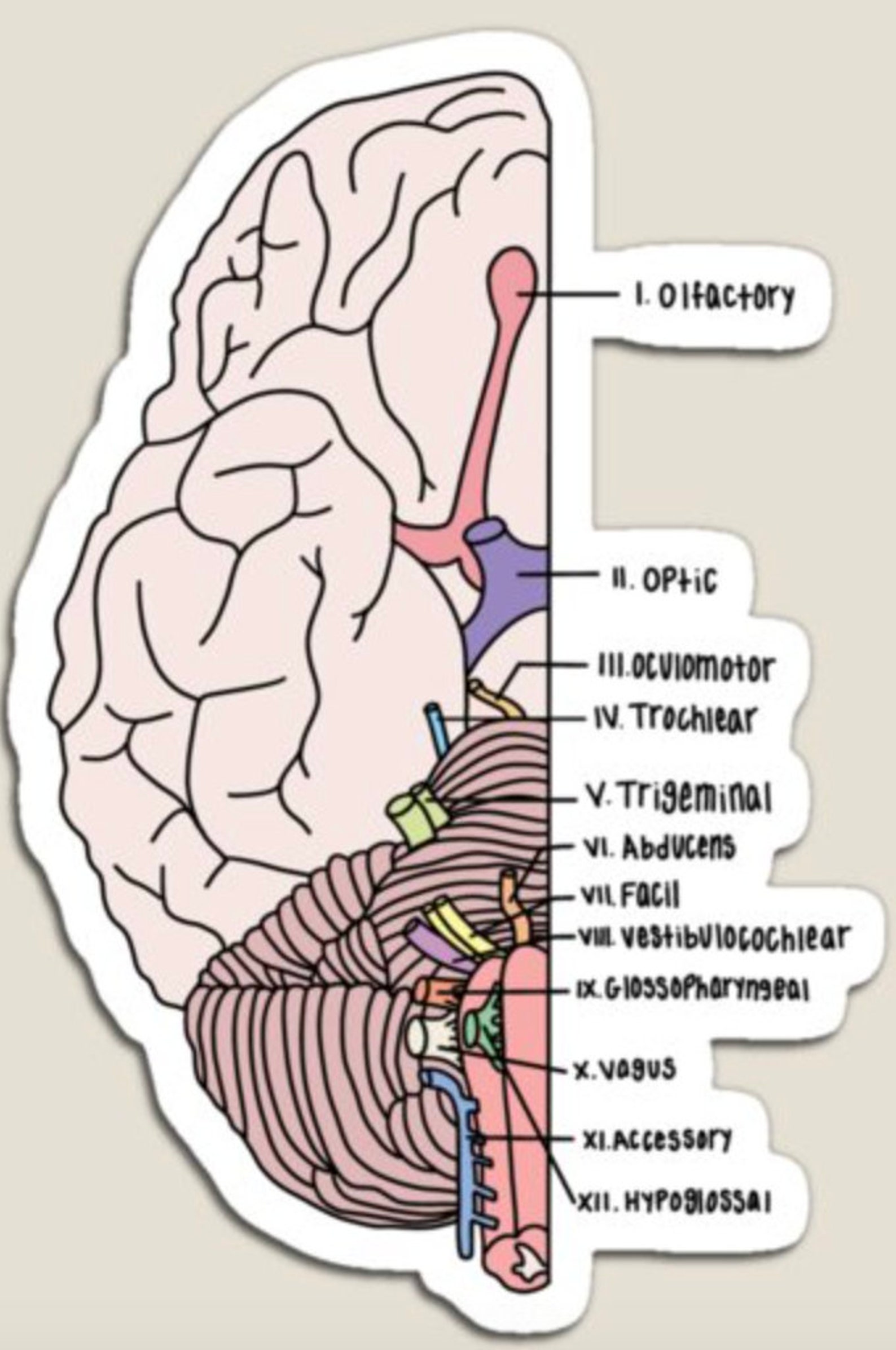 Cranial Nerve Anatomy Sticker | Brain and Nerve Label Sticker | Medical ...