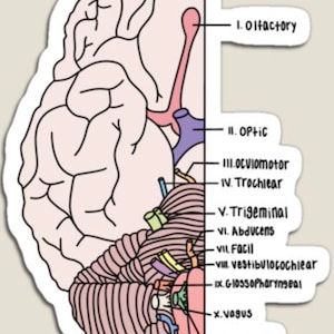 Cranial Nerve Anatomy Sticker | Brain and Nerve Label Sticker | Medical ...
