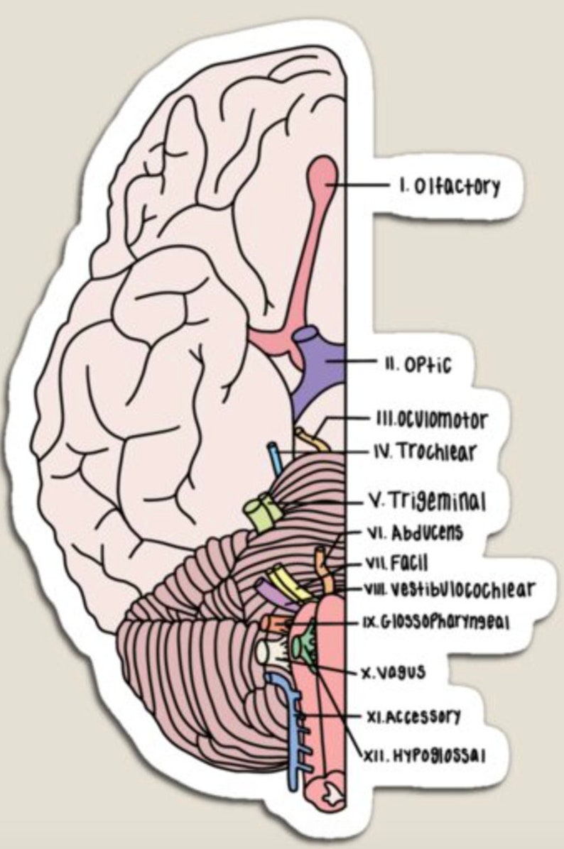 Cranial Nerve Anatomy Sticker | Brain and Nerve Label Sticker | Medical ...