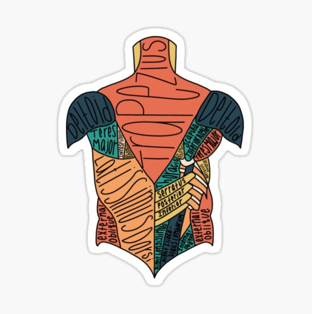Back Muscle Anatomy Sticker: Colorful Med Student Study Aid - Etsy