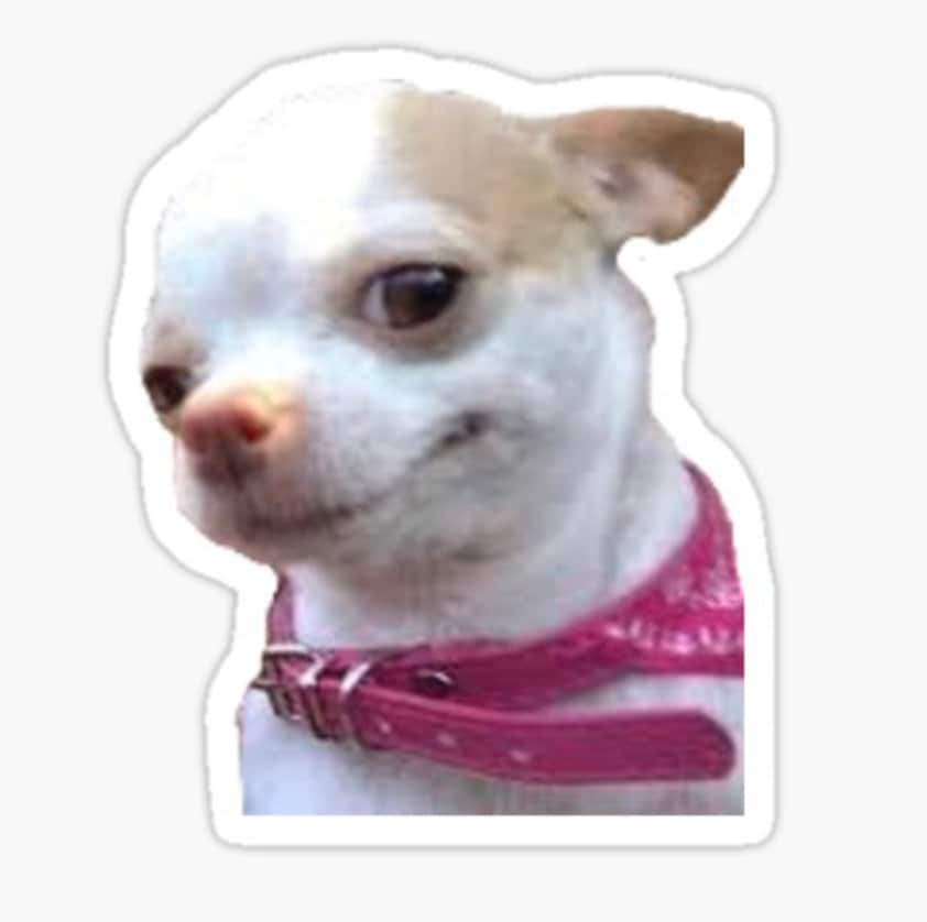 Perro Sonriendo Meme