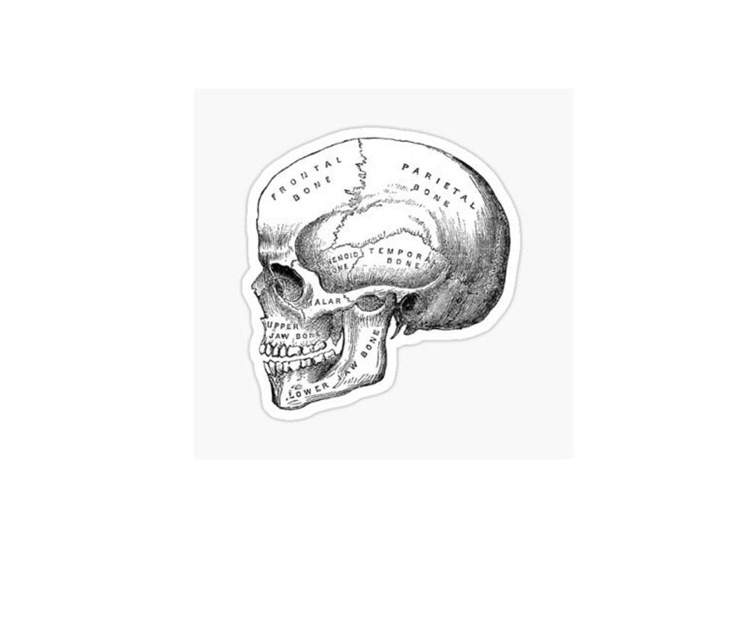 Parts of the Skull Sticker Neurosurgery, Craniofacial Surgery, Plastic ...