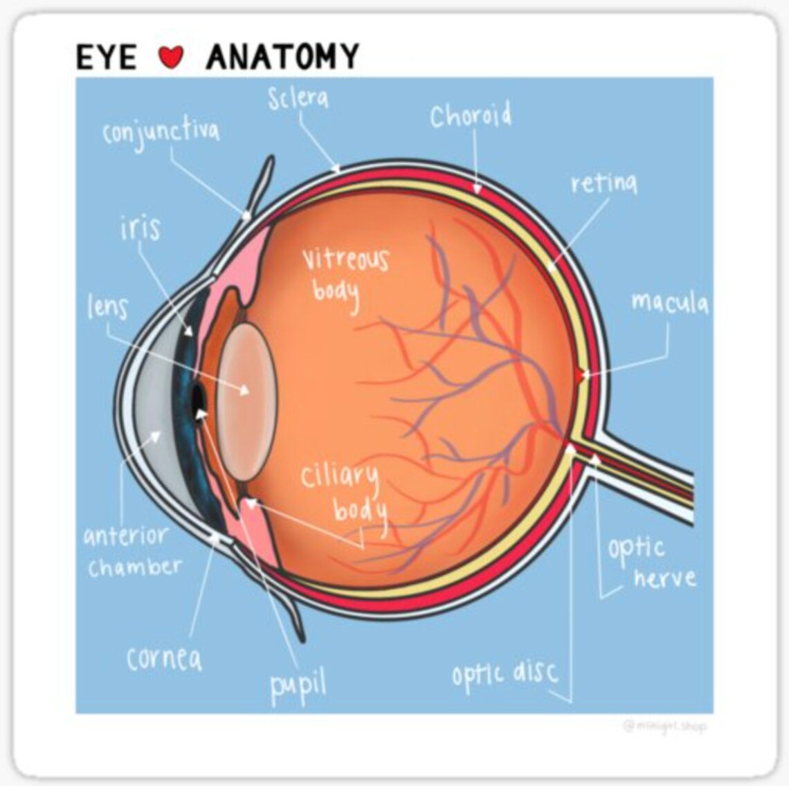 Eye Anatomy Sticker | Detailed Ophthalmology Study Tool for Medical ...