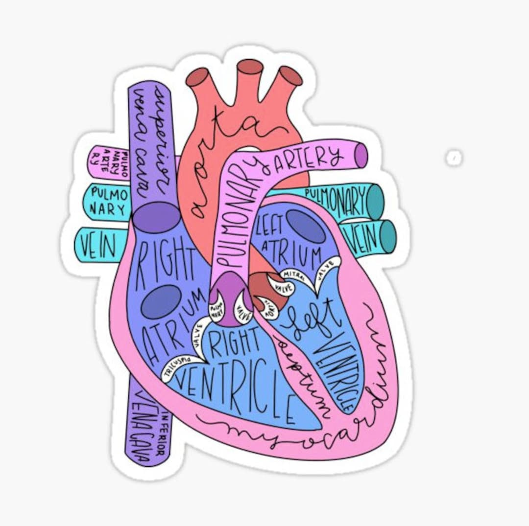 Labeled Heart Anatomy Sticker - Etsy