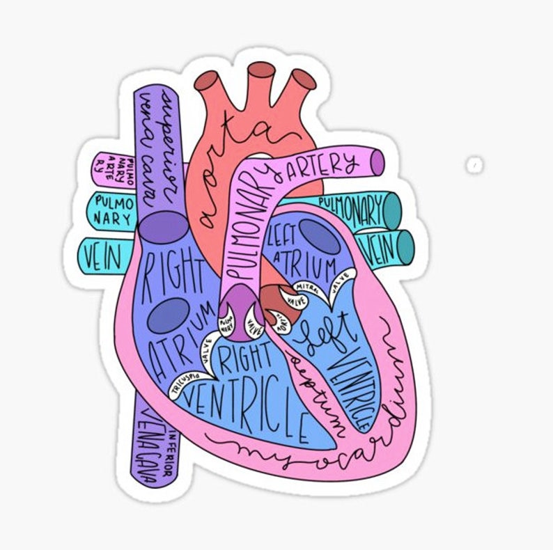 Heart Anatomy Sticker | Colorful Medical Study Tool for Students and ...