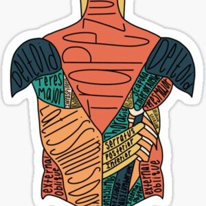 Back Muscle Anatomy Sticker | Muscular System Sticker | Colorful Study ...