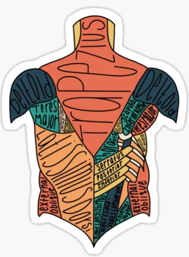 Back Muscle Anatomy Sticker | Muscular System Sticker | Colorful Study ...