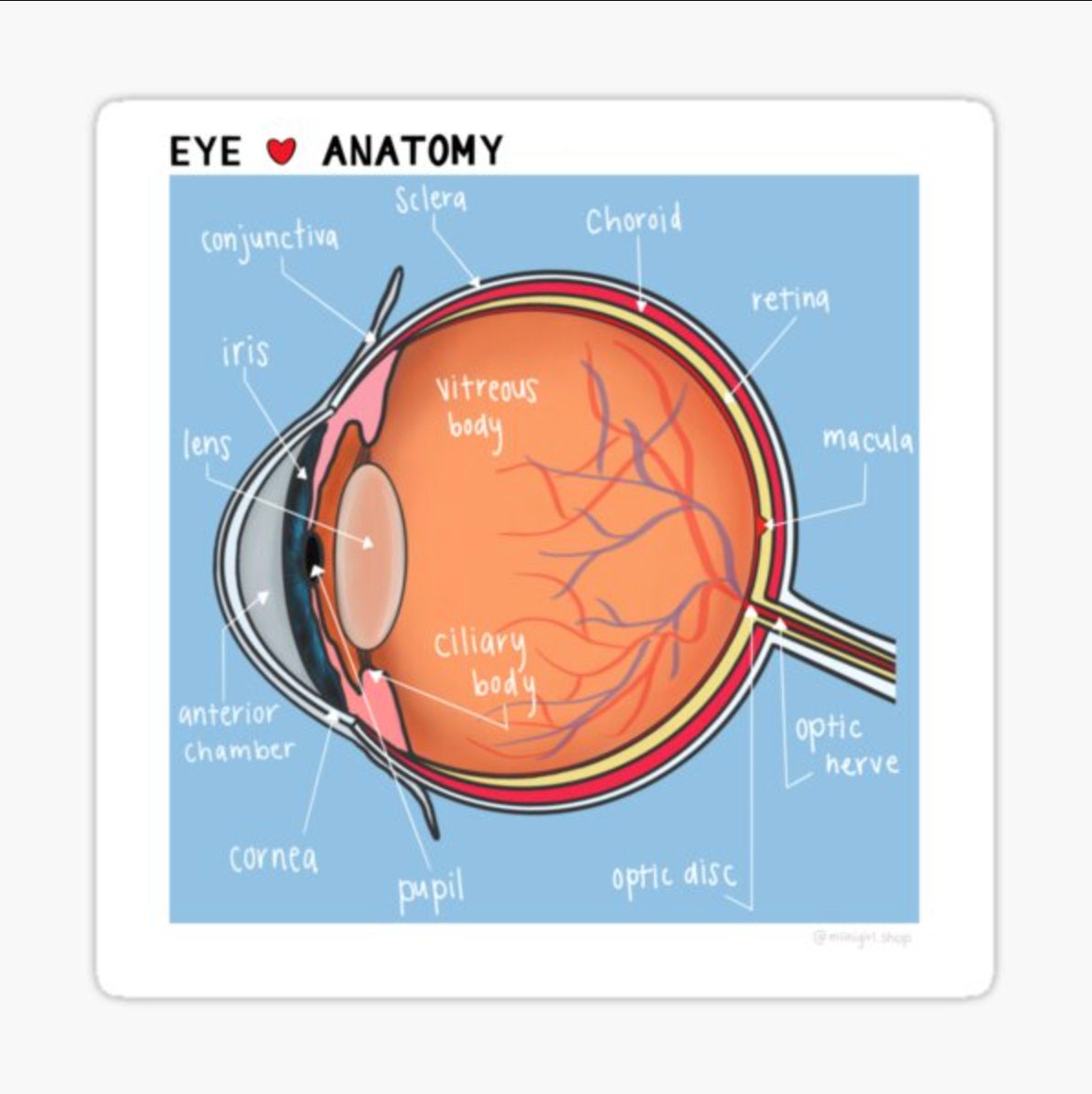 Eye Anatomy Sticker | Detailed Ophthalmology Study Tool for Medical ...
