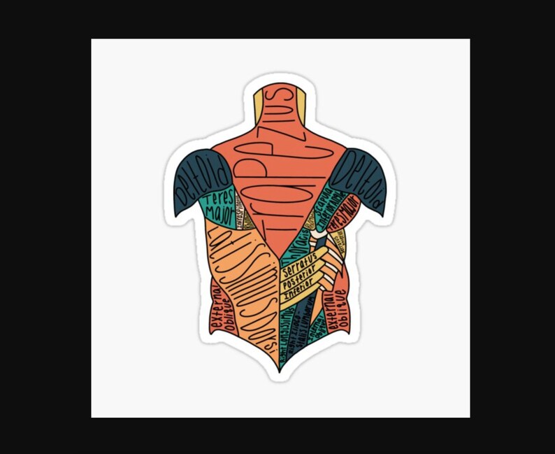 Back Muscle Anatomy Sticker | Muscular System Sticker | Colorful Study ...
