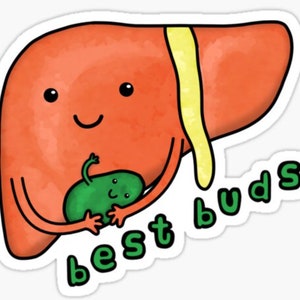 Liver and Gallbladder "best Buds" Sticker | Cute Medical Pun for Med ...