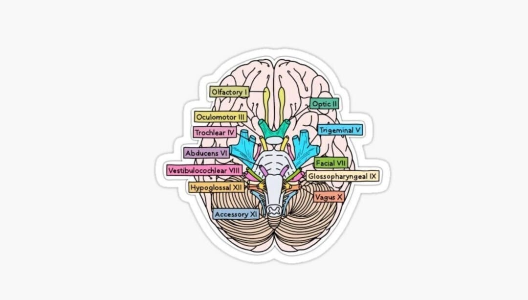 Cranial Nerves Anatomy Sticker: Medical Student Neuroanatomy Gift - Etsy
