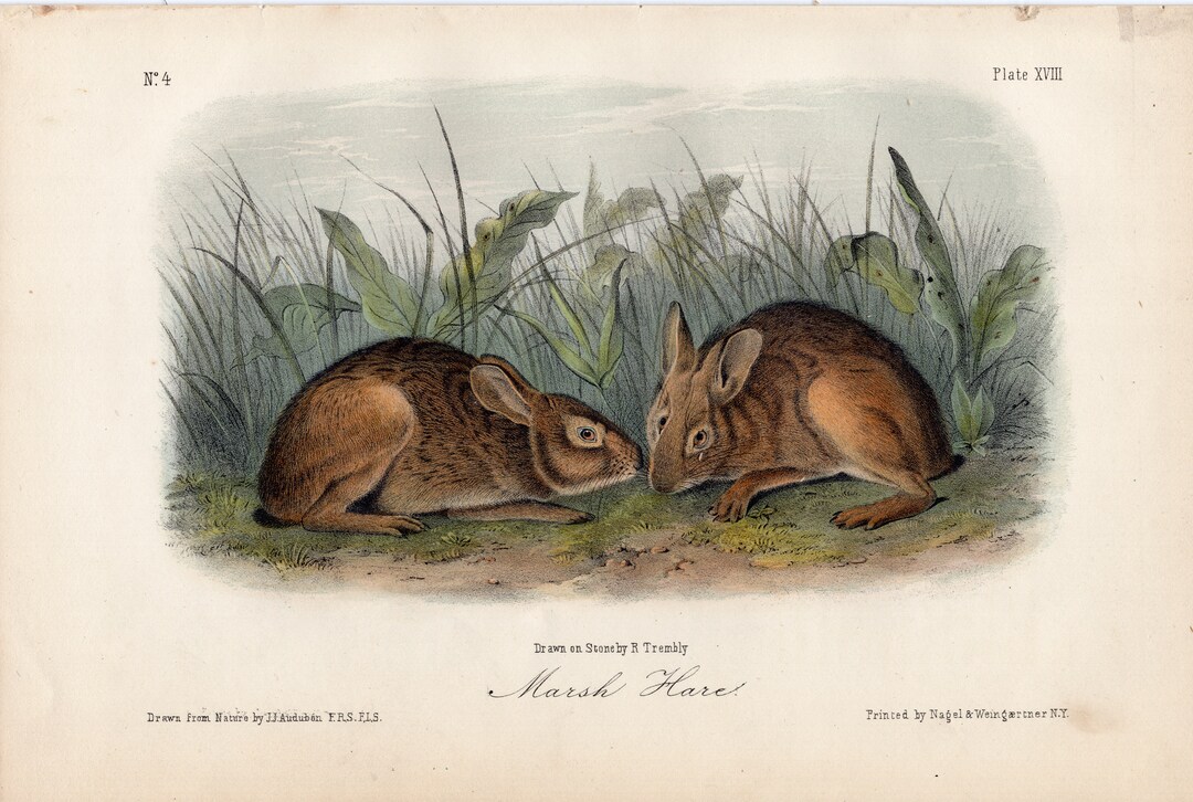 Audubon, Hare Octavo Print - the Quadrupeds of North America - Marsh ...