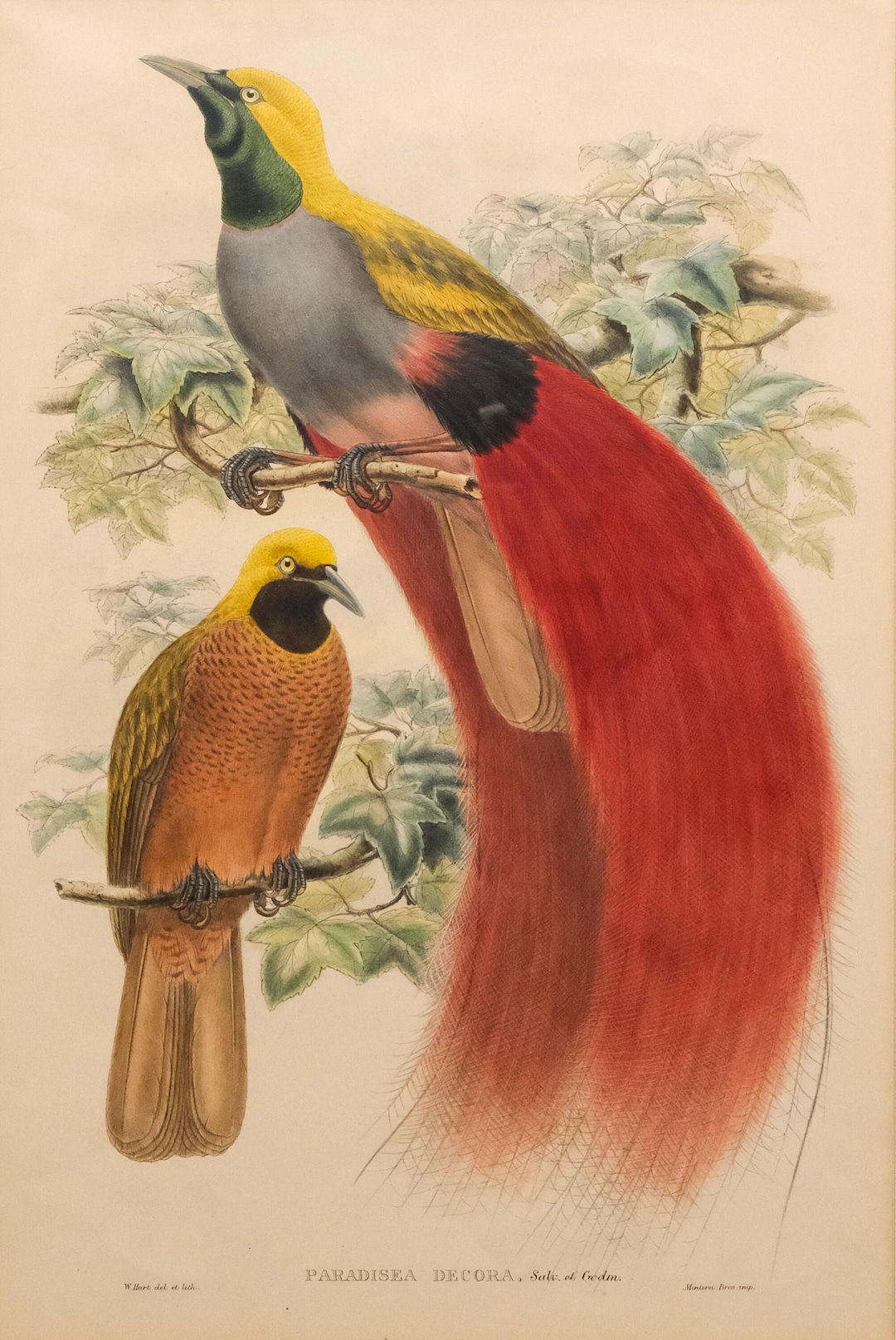 Gould / William Matthew Hart, Paradisea Decora - From Gould's Birds of ...