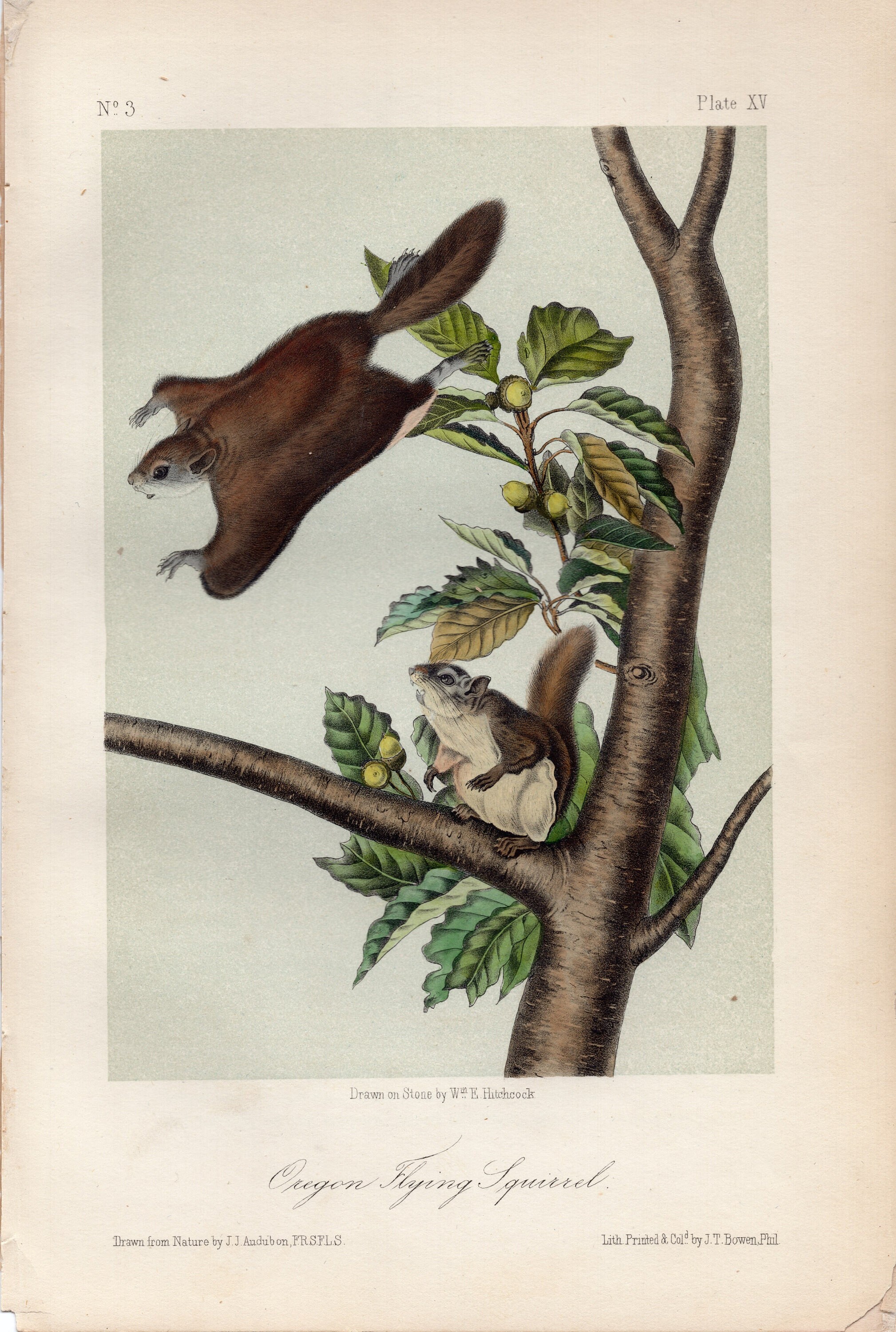 Audubon, Squirrel Octavo Print - the Quadrupeds of North America ...