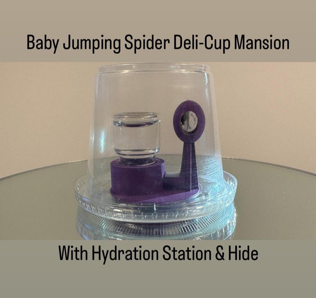 Baby Jumping Spider Deli Cup Mansion With Water Wicking Hydration ...