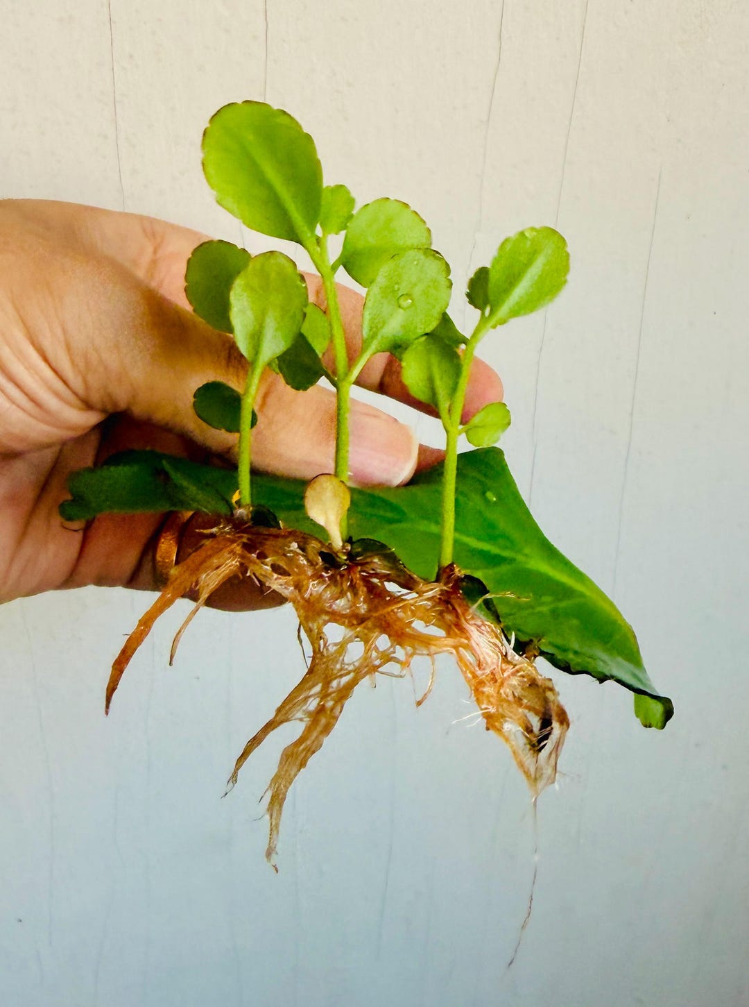 Abamoda Prodigiosa Rooted Cutting Osain Omiero Leaf Yoruba Lucumi Plant ...