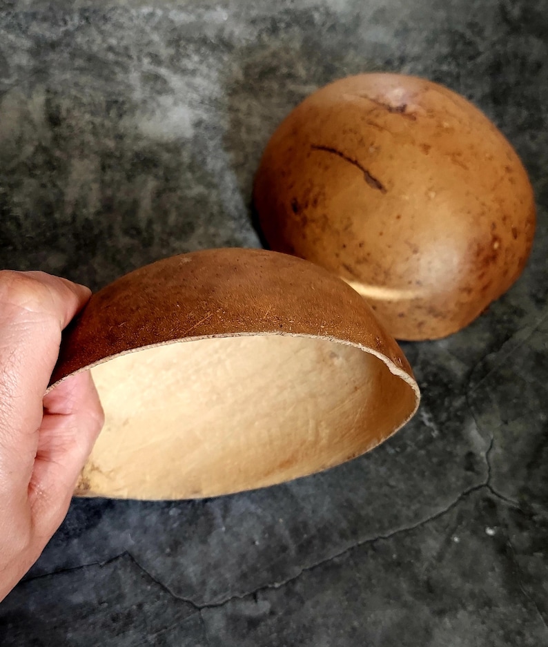 Jicara, Kwi Elegu Bowl Divination Dilogun Adimue Large Calabash Gourd ...