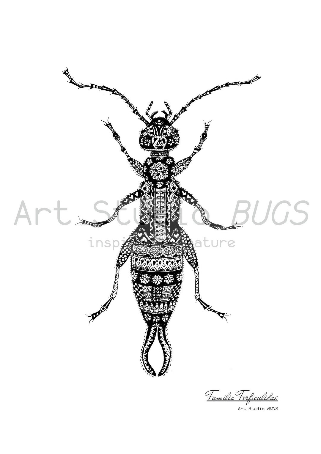 Earwig - Art Print of Pen Drawing - Illustration - Wall Decoration ...