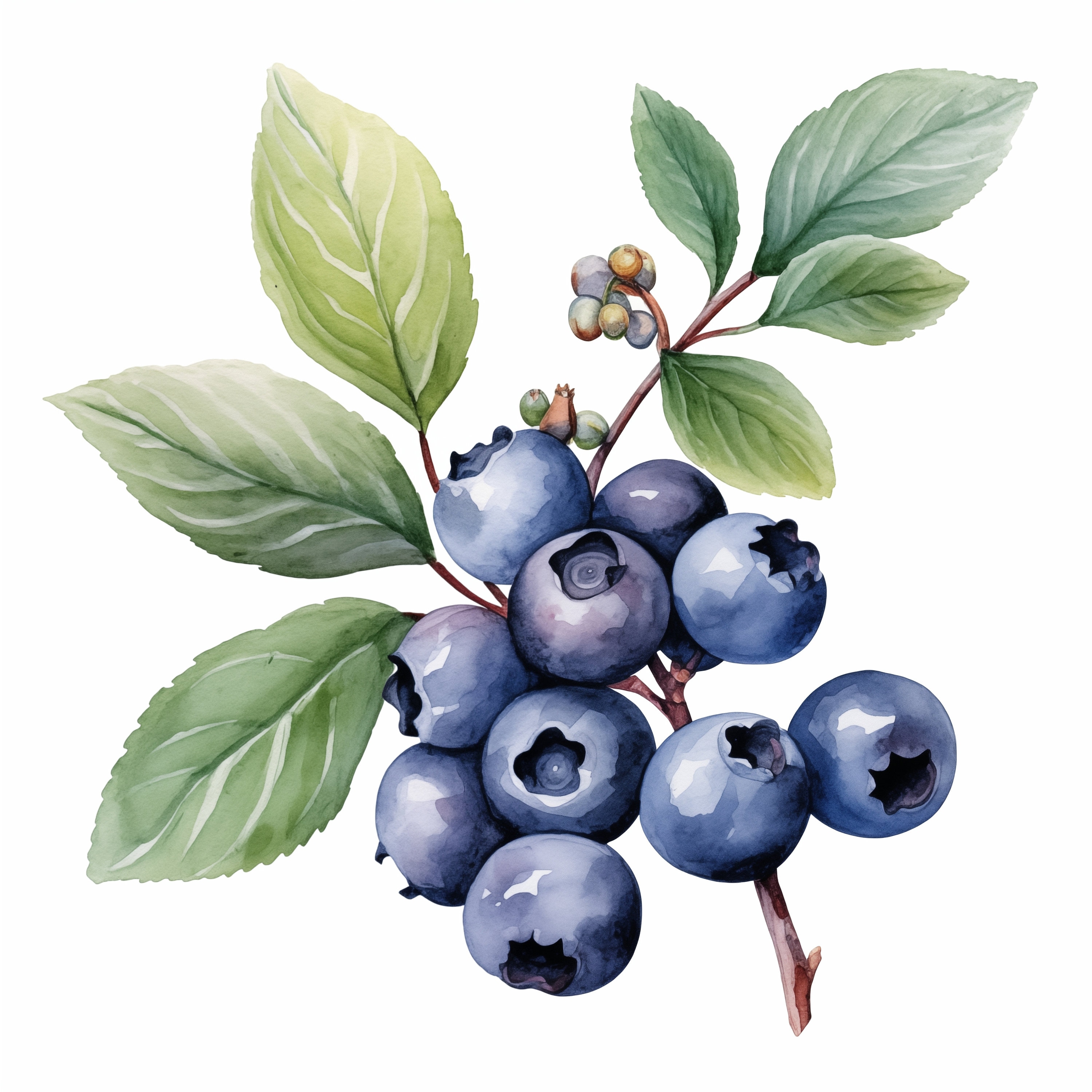 10 Blueberry JPG 300 DPI Clipart | Commercial Use | Blueberry Graphics ...