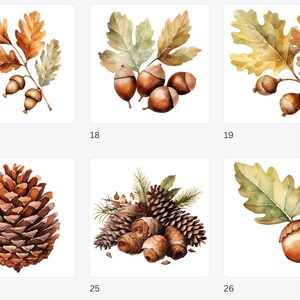 Acorns and Pinecones Clipart | Fall Images PNG | Acorn PNG | Pinecone ...