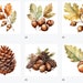 Acorns and Pinecones Clipart | Fall Images PNG | Acorn PNG | Pinecone ...